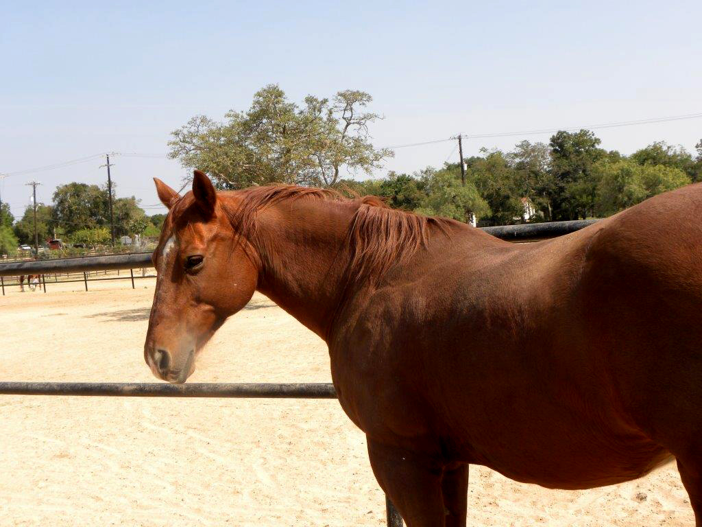 Cinnamon - The Saddle Light Center