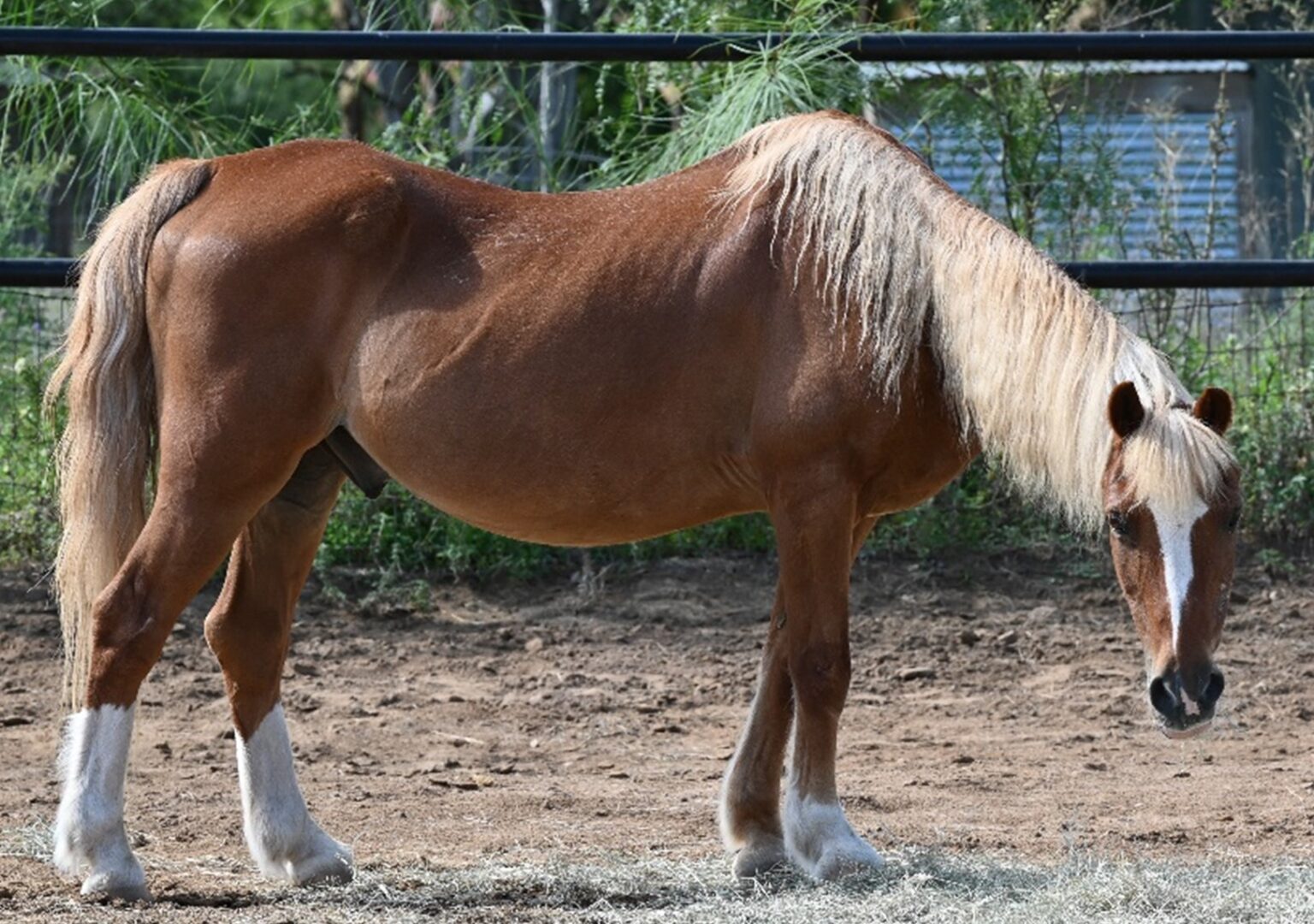 Meet Our Horses - The Saddle Light Center