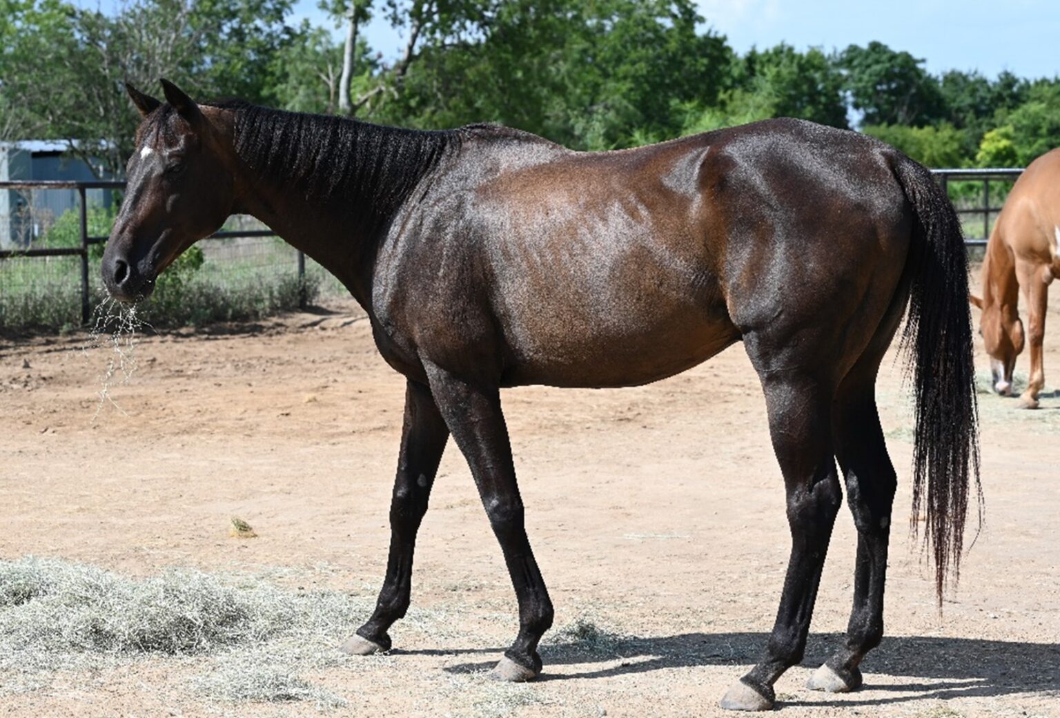 Meet Our Horses - The Saddle Light Center