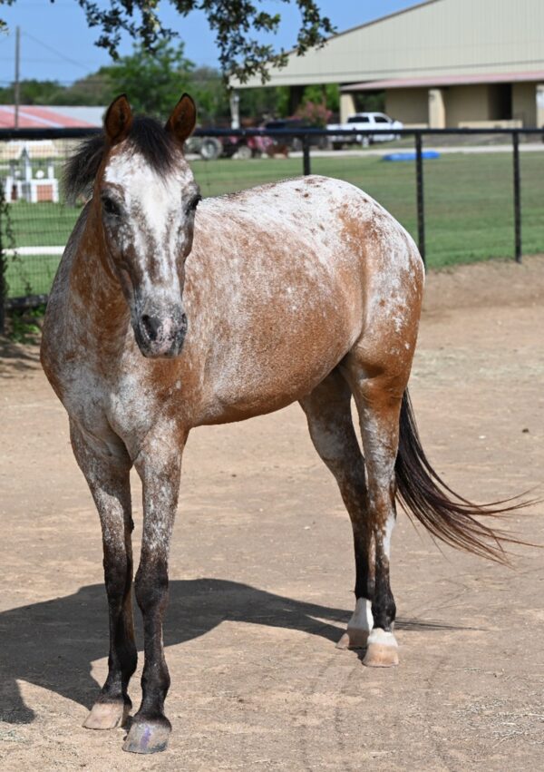 Meet Our Horses - The Saddle Light Center