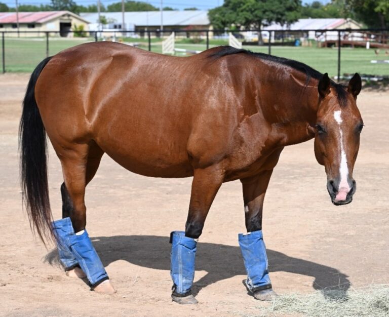 Meet Our Horses - The Saddle Light Center